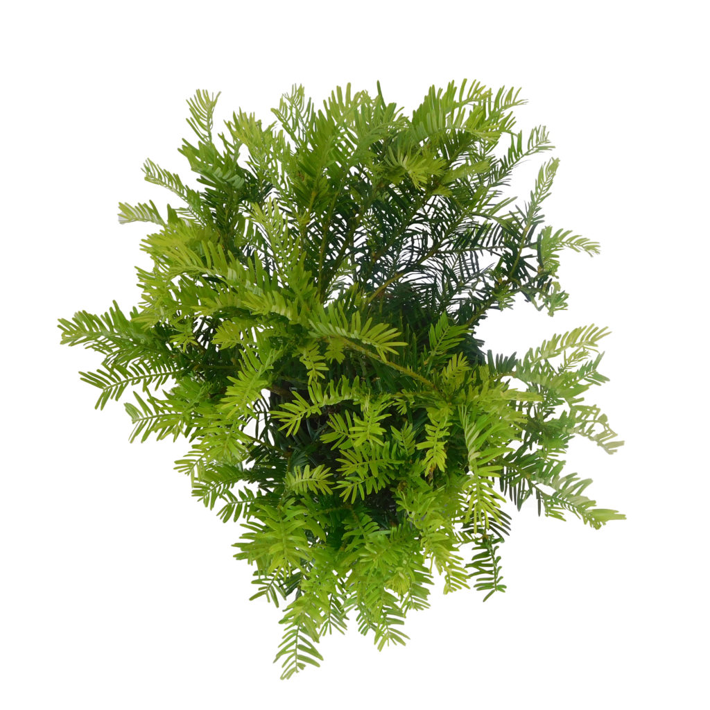 Cephalotaxus Prostrata 'Yew' - Baucom's Nursery