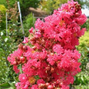 Crape Myrtle, Lagerstroemia First Editions® Plum Magic/ Lagerstroemia ...