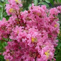 Crape Myrtle, Sioux (2.25 Gallon, 7 Gallon, and 15 Gallon) - Baucom's ...
