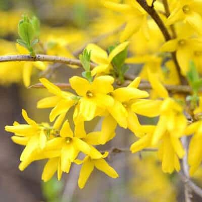 Plant, Shrub and Flower Availability | Baucom's Nursery, Concord NC