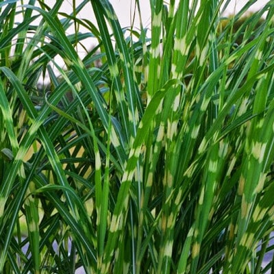 Plant, Shrub and Flower Availability | Baucom's Nursery, Concord NC