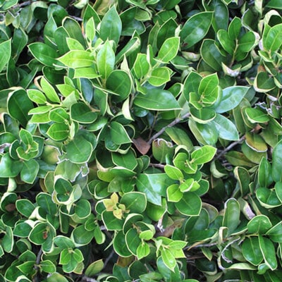 Plant, Shrub and Flower Availability | Baucom's Nursery, Concord NC