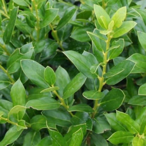 Holly, Needlepoint - Baucom's Nursery