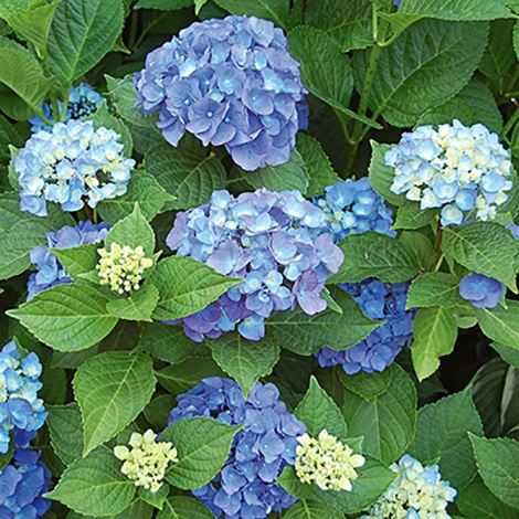 Hydrangea, Endless Summer 'Original' - Baucom's Nursery