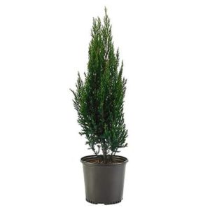 Juniper, Blue Point (2.25 Gallon and 7 Gallon) - Baucom's Nursery
