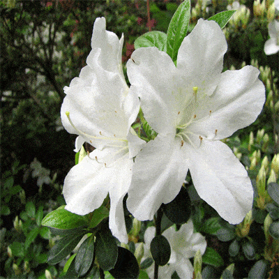 Plant, Shrub and Flower Availability | Baucom's Nursery, Concord NC