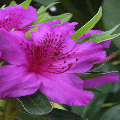 Plant, Shrub and Flower Availability | Baucom's Nursery, Concord NC