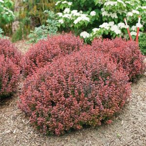 Barberry, Proven Winners 'Sunjoy Mini Maroon' (2 Gallon) - Baucom's Nursery