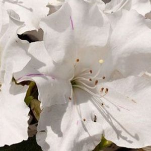 Azalea, Encore 'Autumn Lily' - Baucom's Nursery