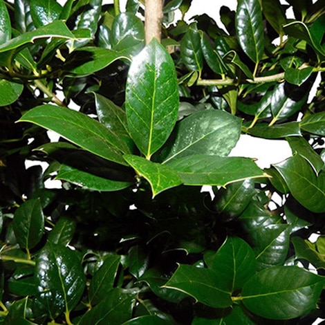 Holly, Nellie R Stevens - Baucom's Nursery
