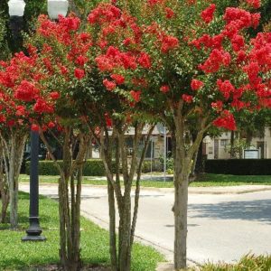 Crape Myrtles Archives - Baucom's Nursery