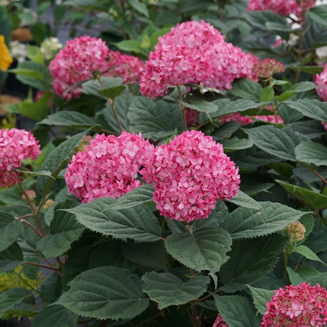 Hydrangea, Proven Winner 'Invincibelle Ruby' - Baucom's Nursery