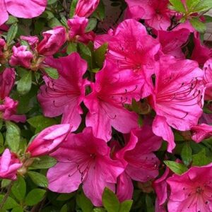 Shop Baucoms - Baucom's Nursery