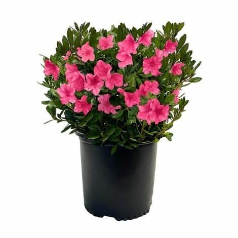 Shrubs/Fruit Plants Archives - Baucom's Nursery