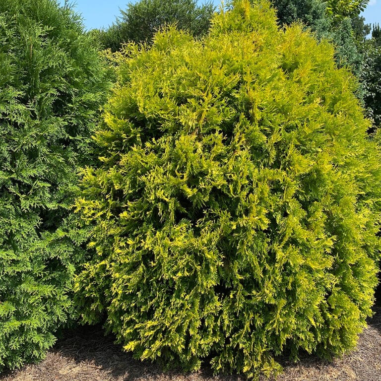 Arborvitae, FIRST EDITIONS 'Lemon Burst' (2 Gallon) - Baucom's Nursery