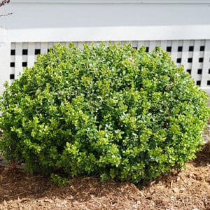 Boxwood, Proven Winners 'Sprinter' (2 Gallon) - Baucom's Nursery