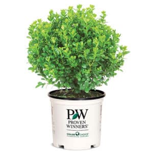 Boxwood, Proven Winners 'Sprinter' (2 Gallon) - Baucom's Nursery